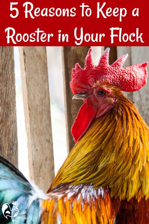 Why have a rooster? 5 top reasons why it's a great idea.