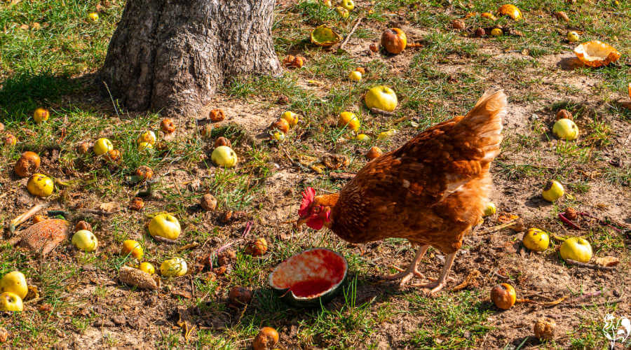 Can chickens eat apples? Here's what research says. Can chickens eat apples? Here's what research says.