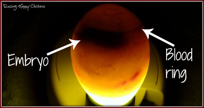 Candling : identifying the blood ring.