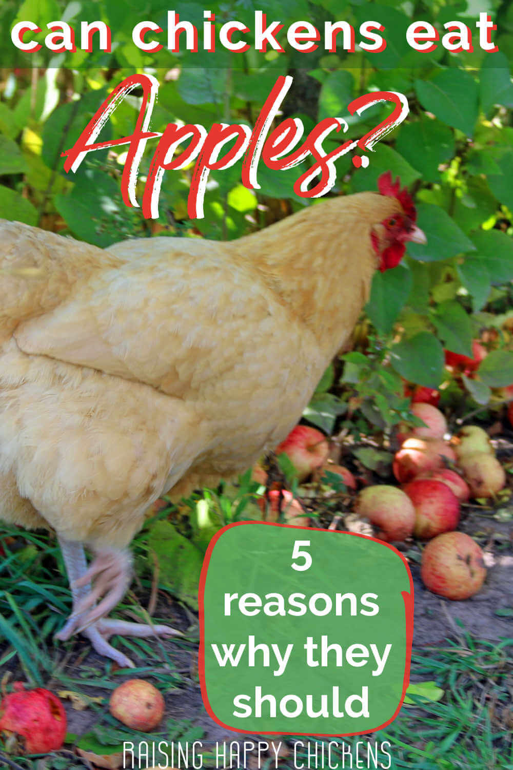 Can Chickens Eat Apples Heres What Research Says