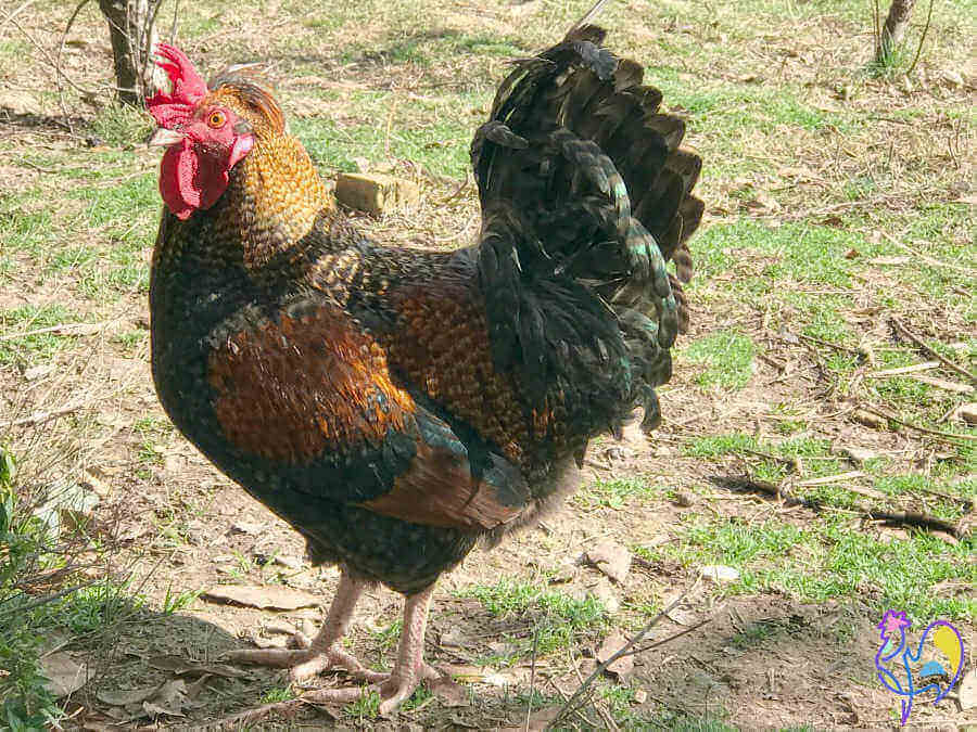 Sudden Death Syndrome: why chickens sometimes die unexpectedly.