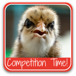 Raising happy, healthy chickens in your own backyard.