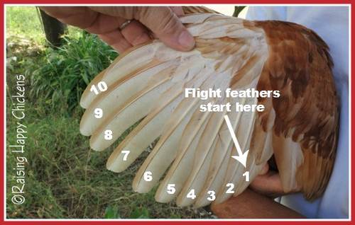 Clipping chicken wings : how to do it without blood loss! Clipping chicken wings : how to do it without blood loss!