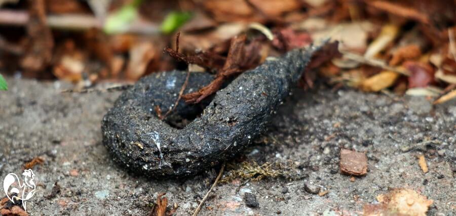 What Does Fox Poop Look Like Fox Scat Identification - vrogue.co What Does Fox Poop Look Like Fox Scat Identification - vrogue.co