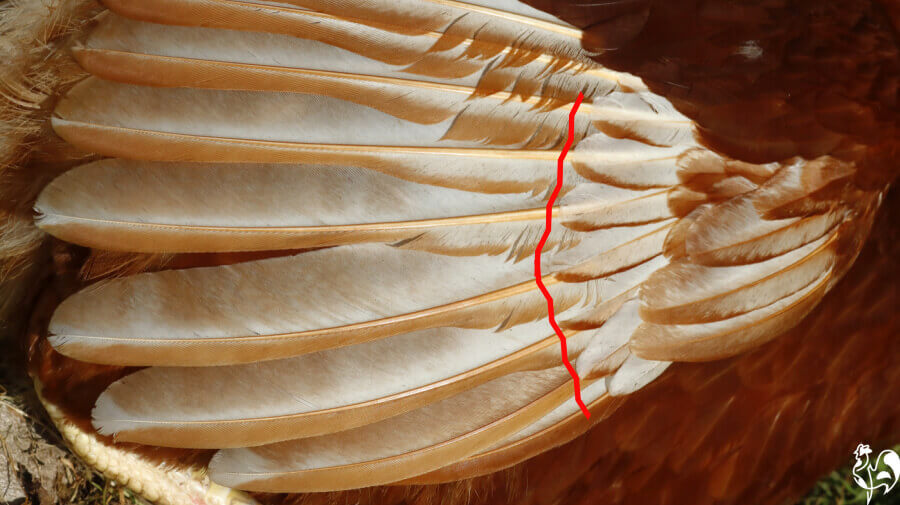 Why is my chicken losing feathers?