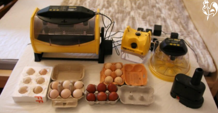 Incubating chicken eggs: your questions answered.