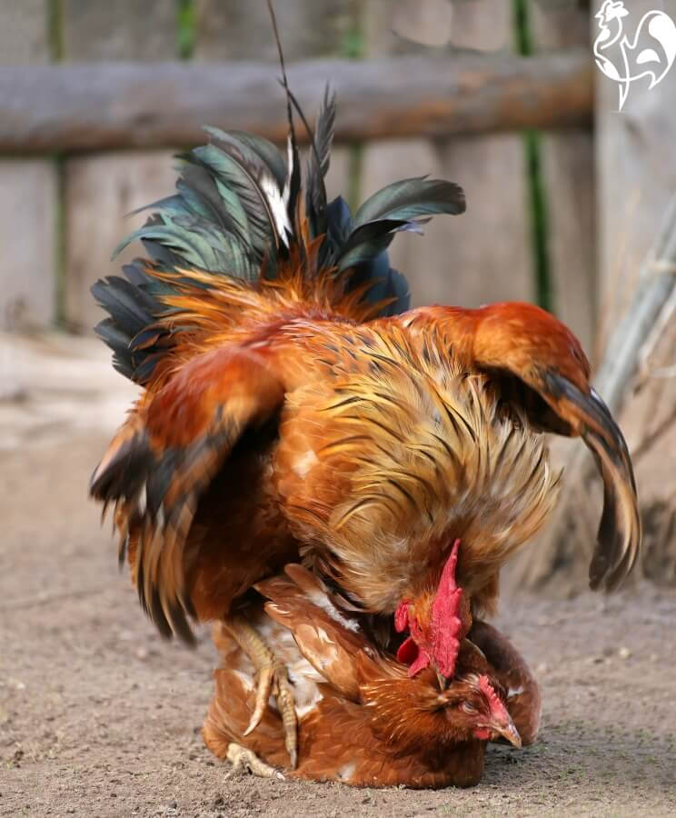 10 Facts About Fertile Chicken Eggs Tendig