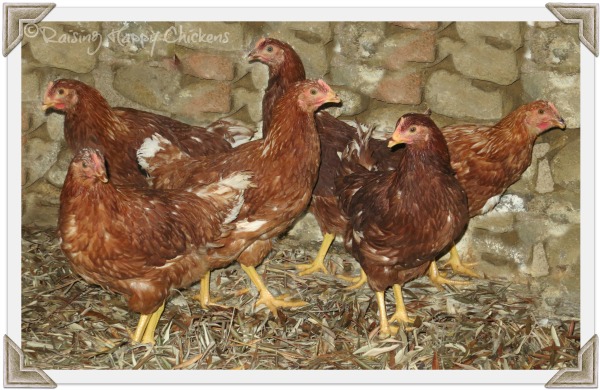 Red star chickens - designer birds or the mutts of the poultry world?