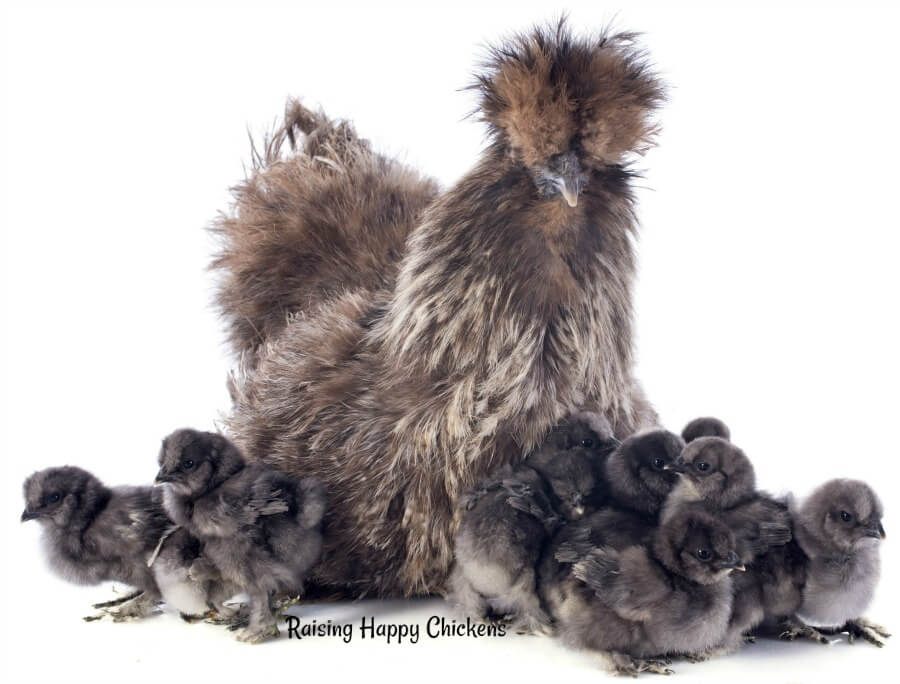 Silkie chickens: the gentlest breed for children.