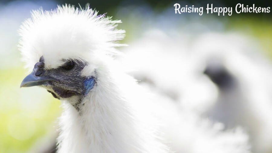 Silkie chickens: the gentlest breed for children.