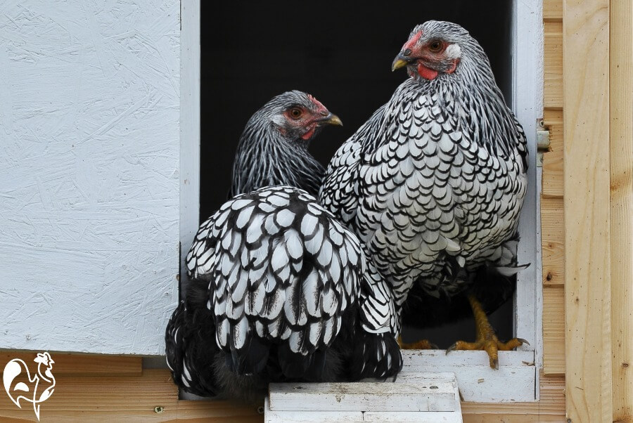 Wyandotte chickens: the right breed for you? 8 ways to decide.