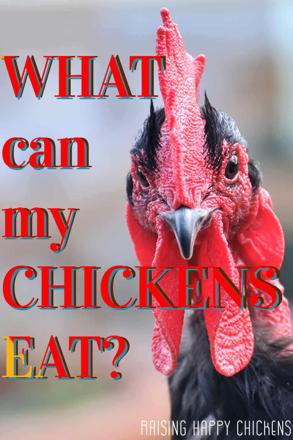 What can chickens eat? A list. What can chickens eat? A list.
