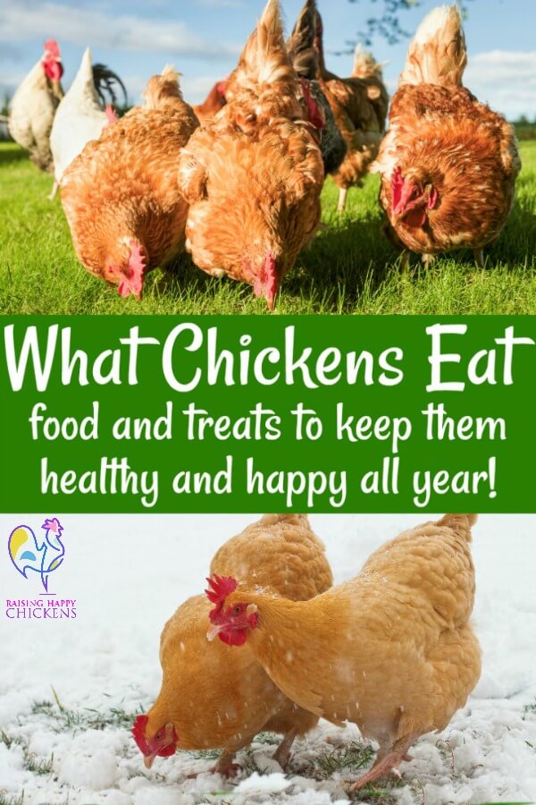 Chicken Nutrition What Do Backyard Chickens Eat 