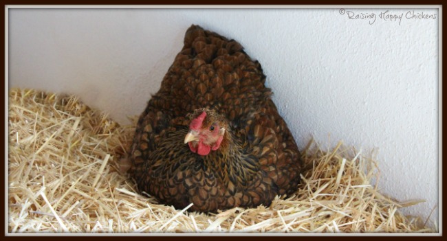 Sudden Death Syndrome: why chickens sometimes die unexpectedly.