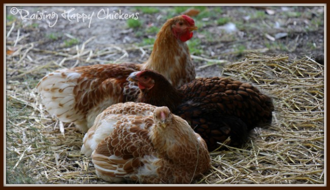 Sudden Death Syndrome: why chickens sometimes die unexpectedly.