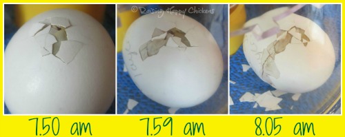 Chick hatching days 20 and 21: from pip to chick.