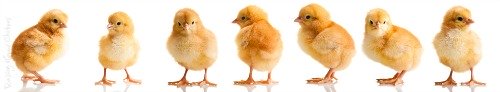 Chickens and hens - your guide to talking poultry.