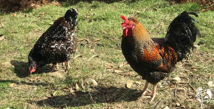 Sudden Death Syndrome: why chickens sometimes die unexpectedly.