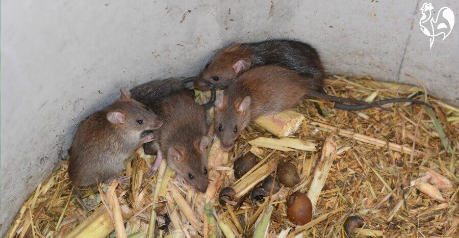 Getting rid of rats from your chicken coop: a complete guide.