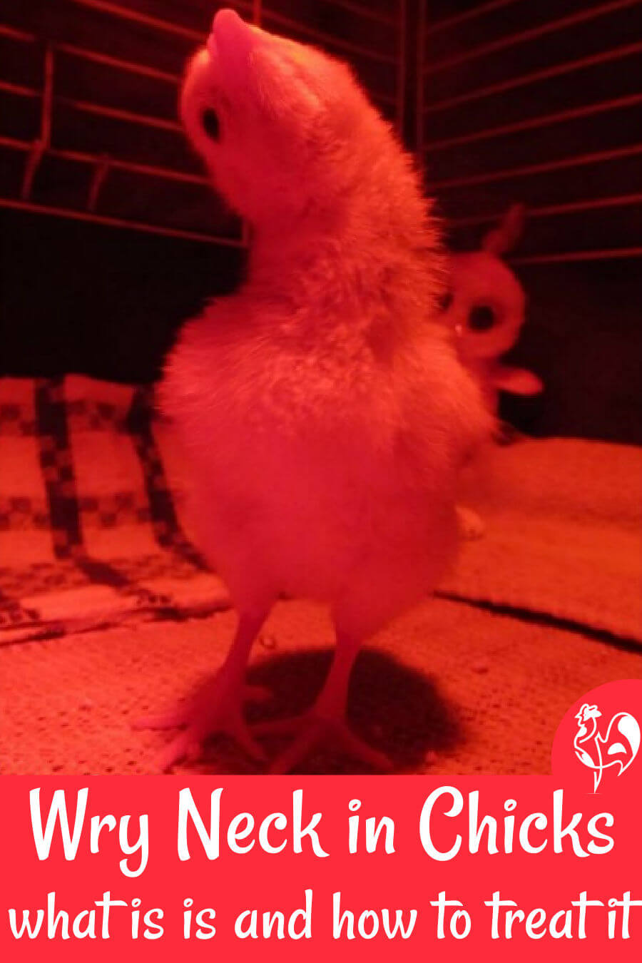 Wry neck in chickens : all you need to know.